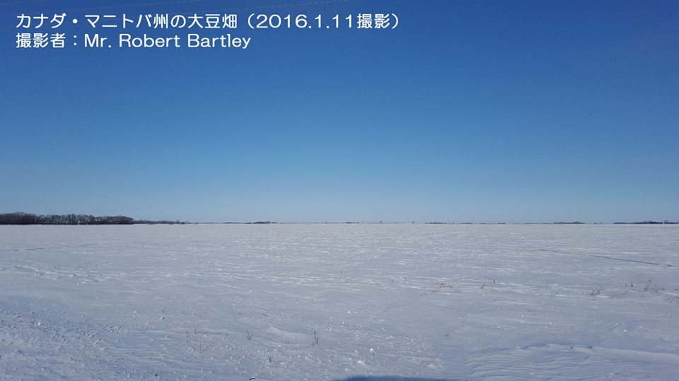 12688014_1742748435955271_4932429326418396354_n.jpg カナダの大豆畑